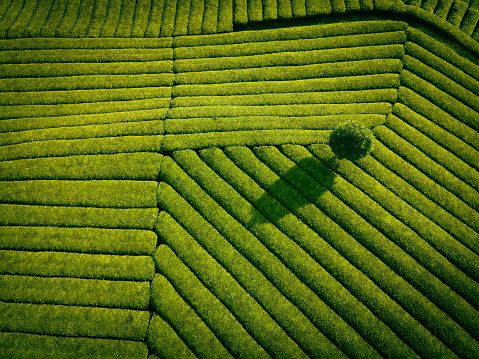 WIPO GREEN Year in Review 2022